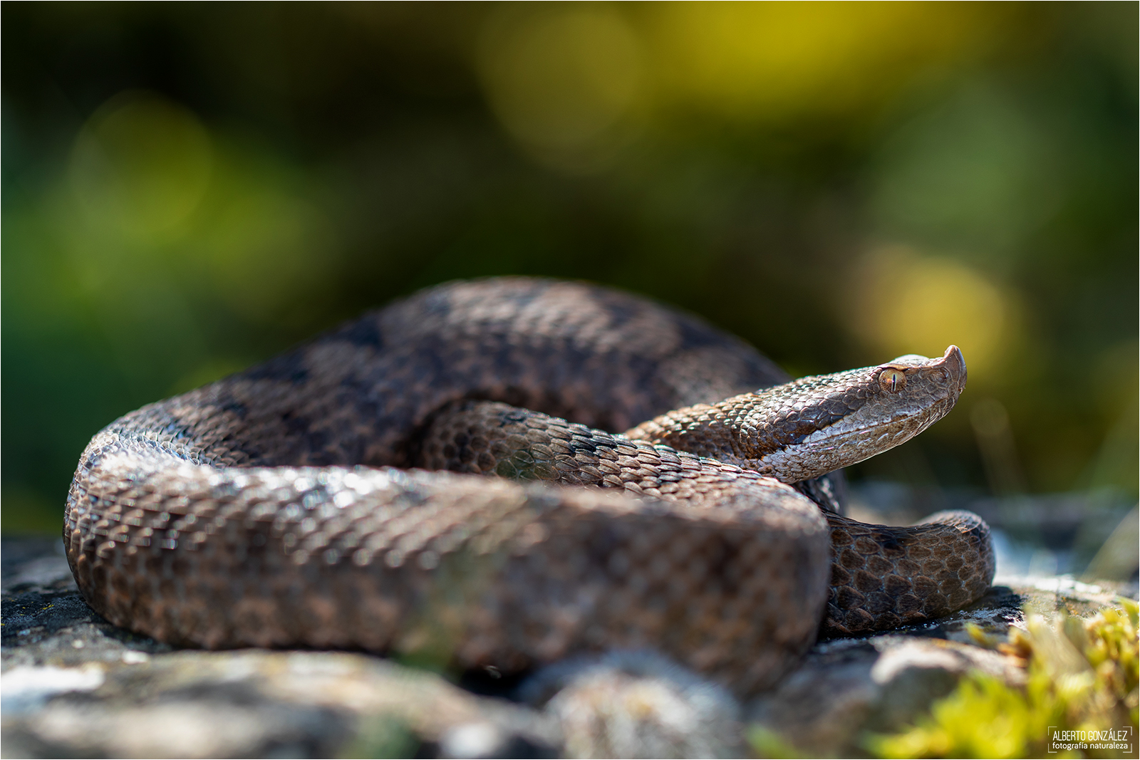 ⚠️ Víboras de España: Conoce a nuestras serpientes venenosas (2022)