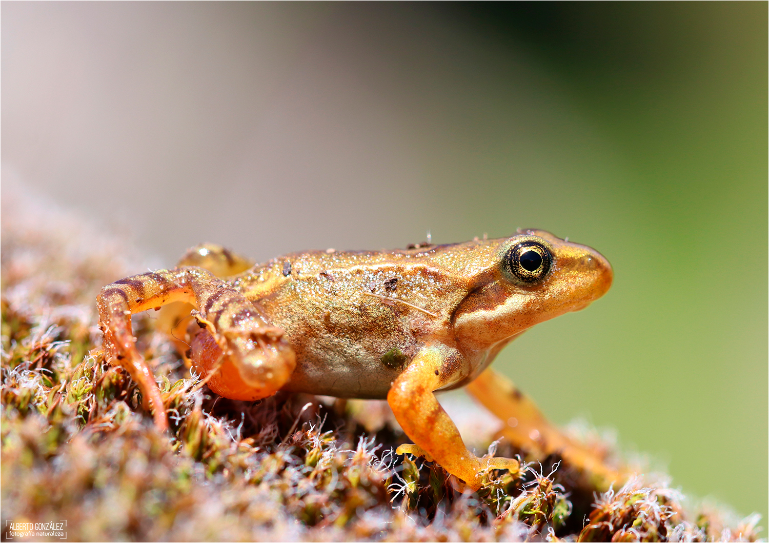 fotografía de anfibios