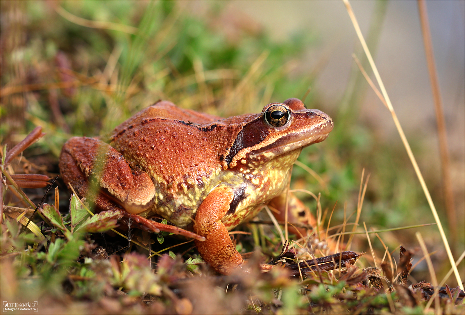 Claves para diferenciar las 4 ranas pardas de la Península Ibérica