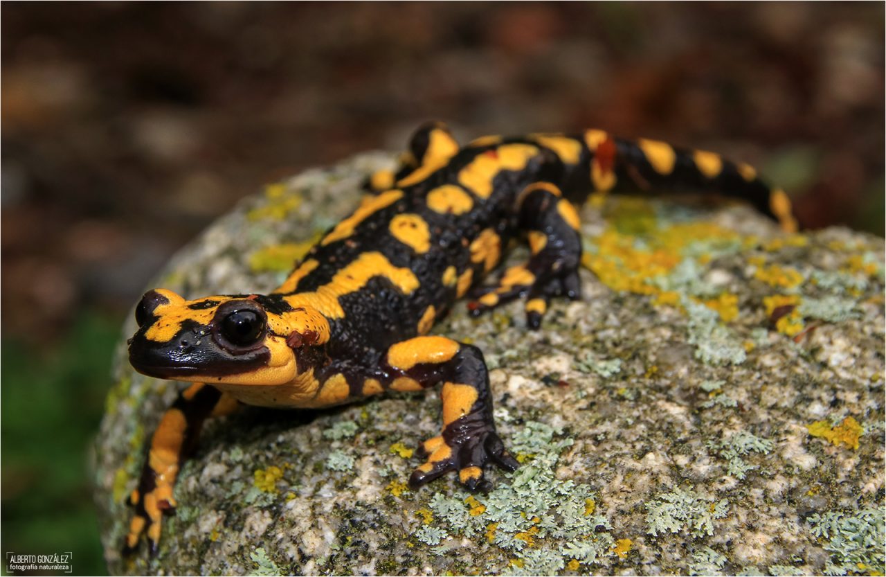 ¿Cuántas subespecies de salamandra común hay en la península ibérica?
