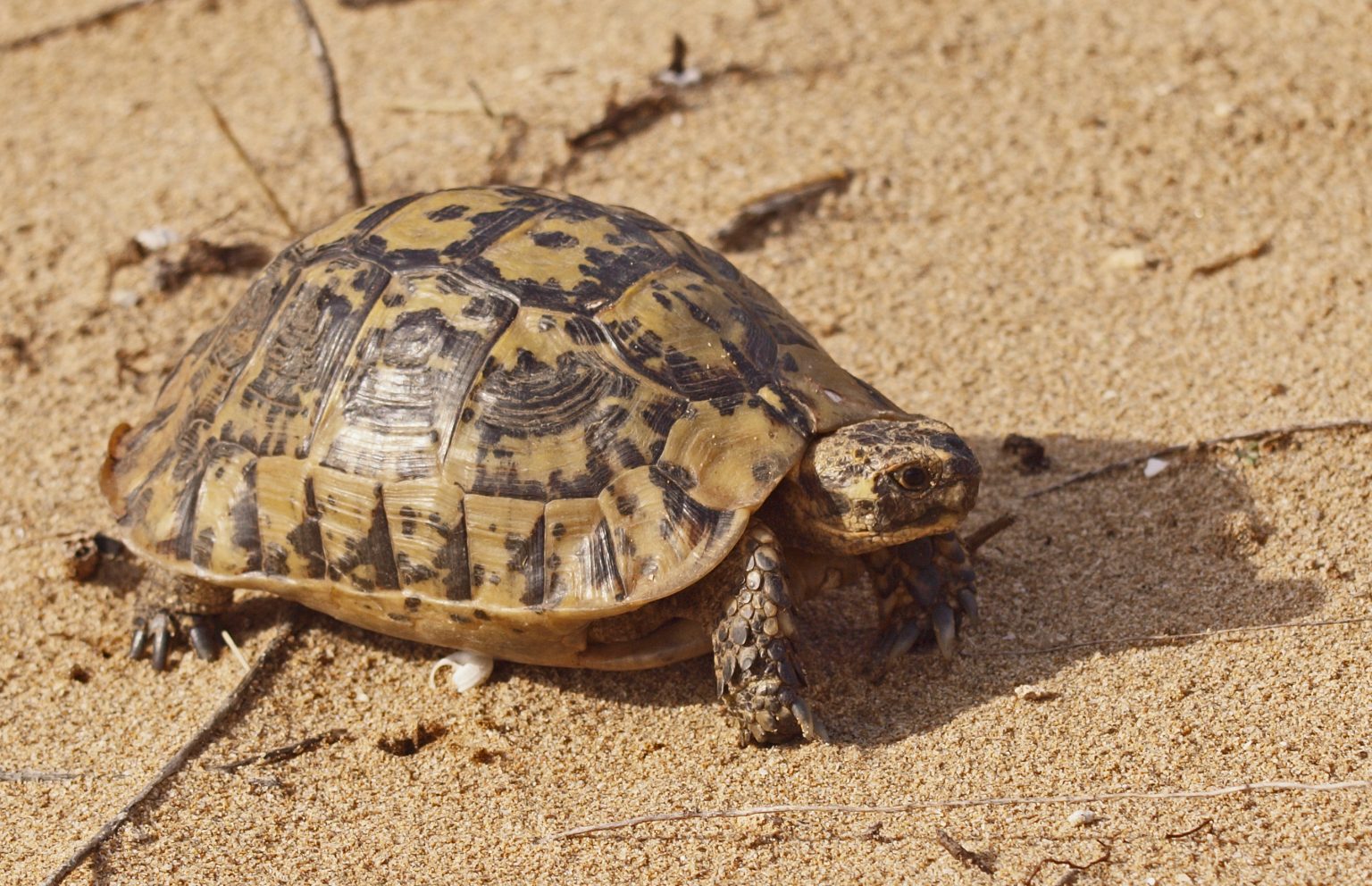 Quelonios Península Ibérica: TORTUGAS DE TIERRA. Volumen 1.