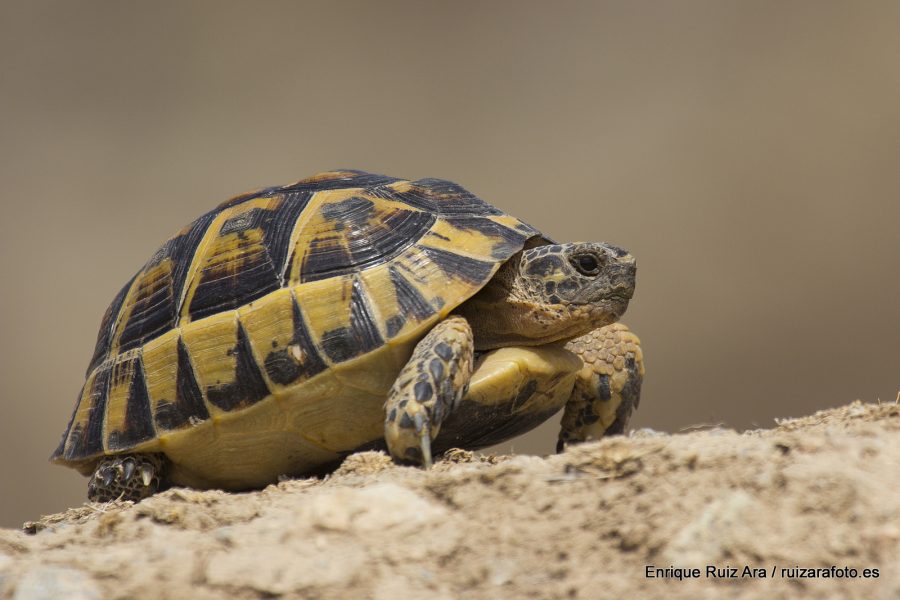 Qué es una tortuga? 【Anfibios y Reptiles para niños】
