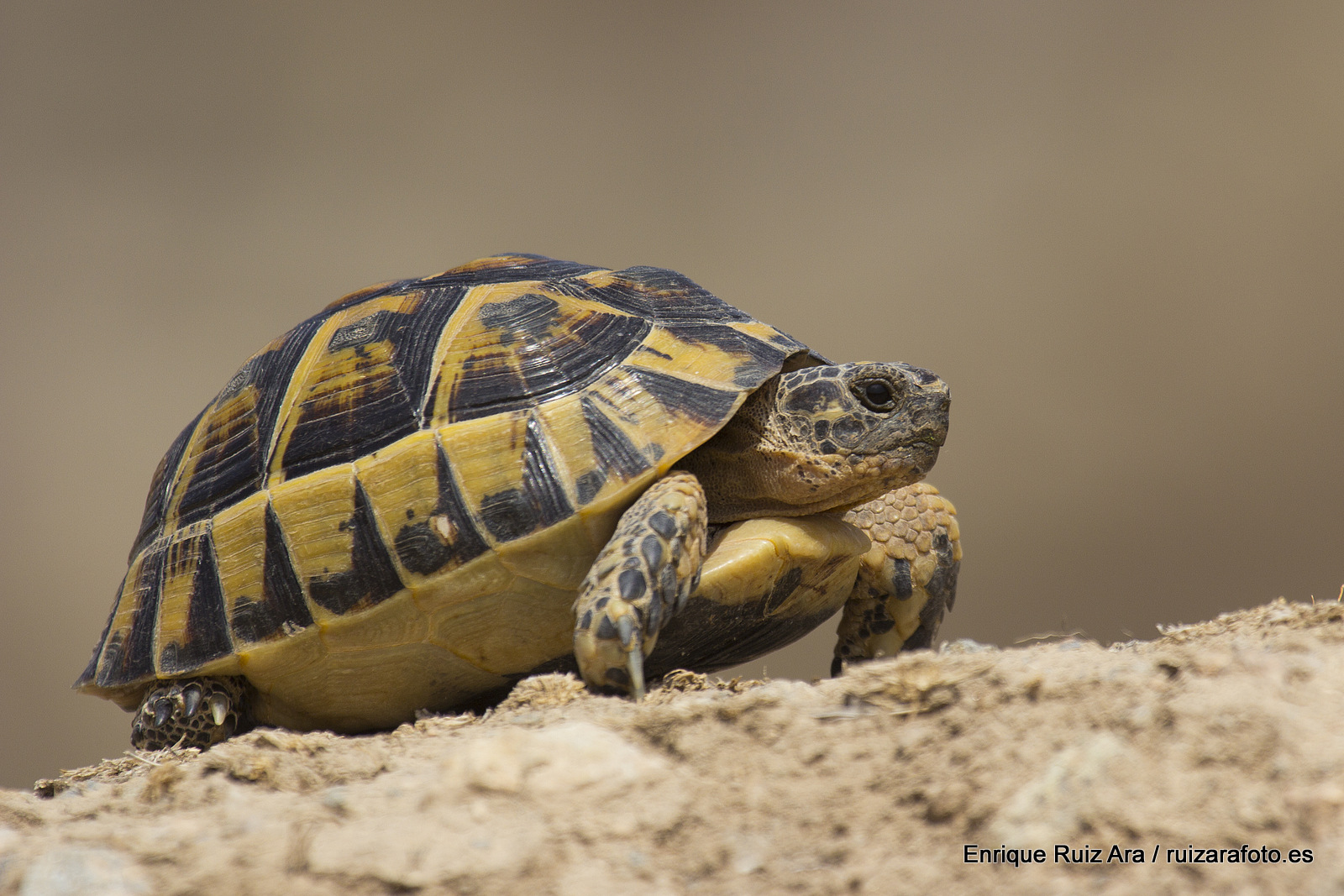 Quelonios Península Ibérica: TORTUGAS DE TIERRA. Volumen 1.