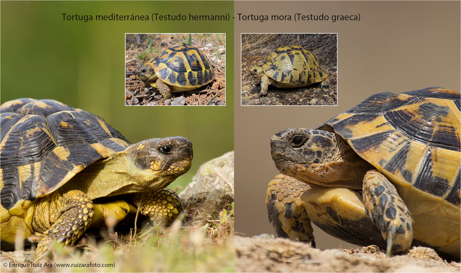 Quelonios Península Ibérica: TORTUGAS DE TIERRA. Volumen 1.