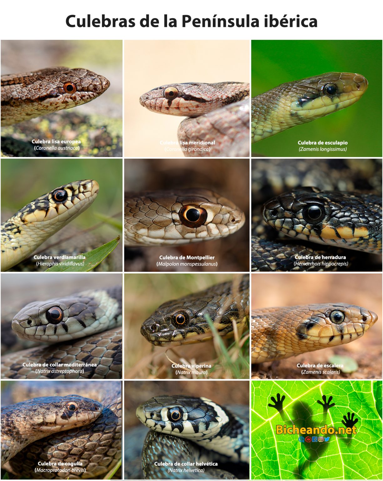 Las culebras de la Península Ibérica. Identificación y distribución