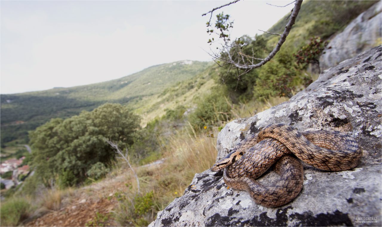 Las culebras de la Península Ibérica. Identificación y distribución