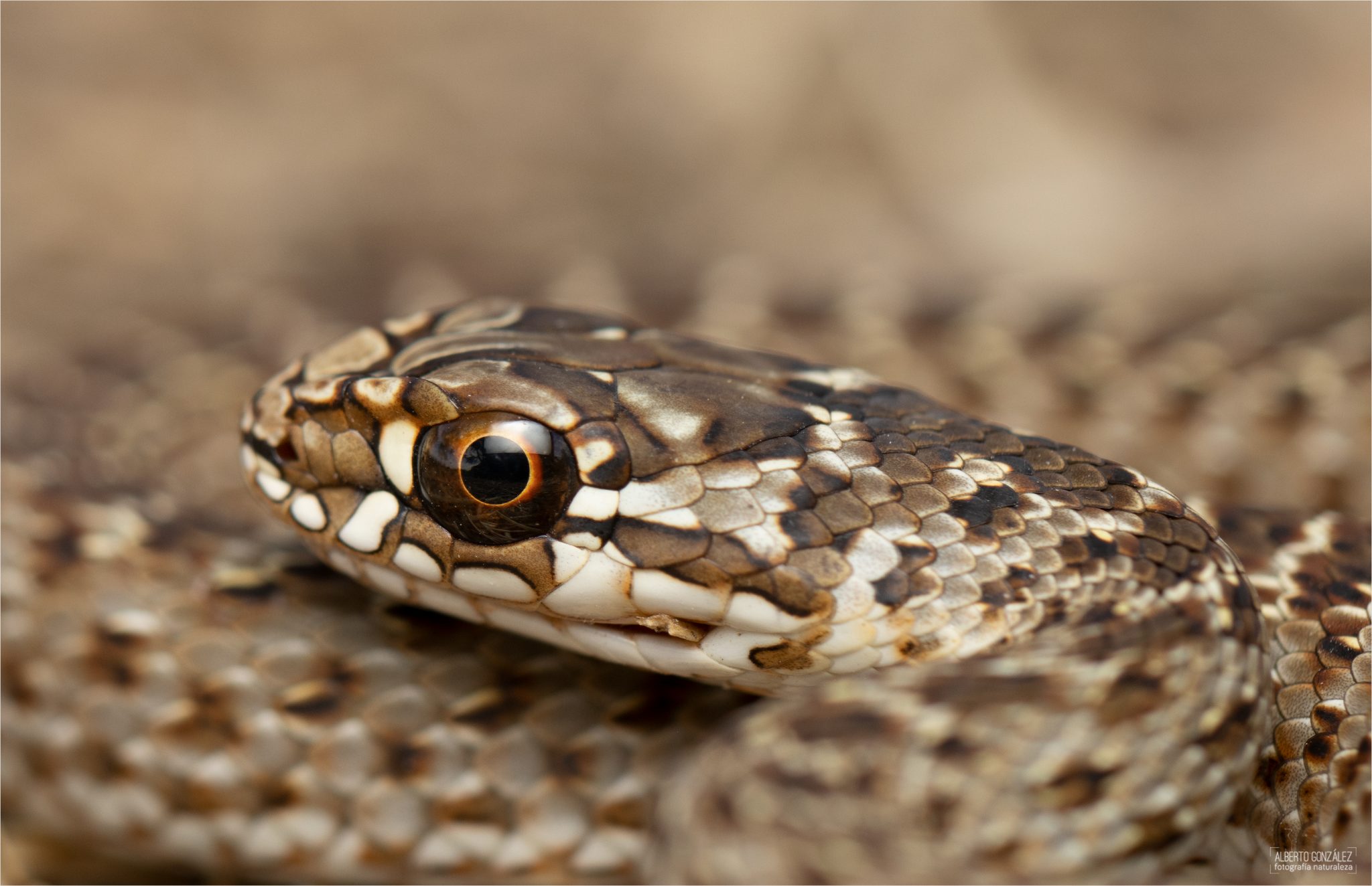 Las culebras de la Península Ibérica. Identificación y distribución