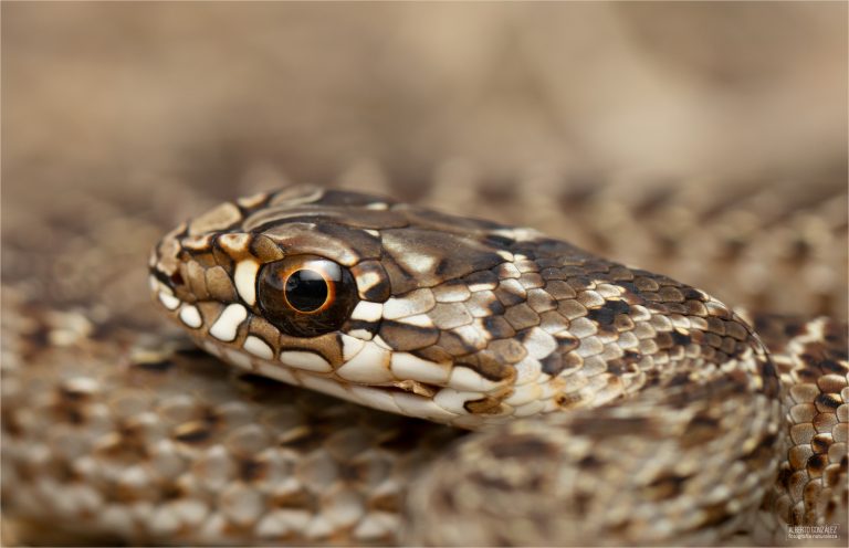 Las culebras de la Península Ibérica. Identificación y distribución