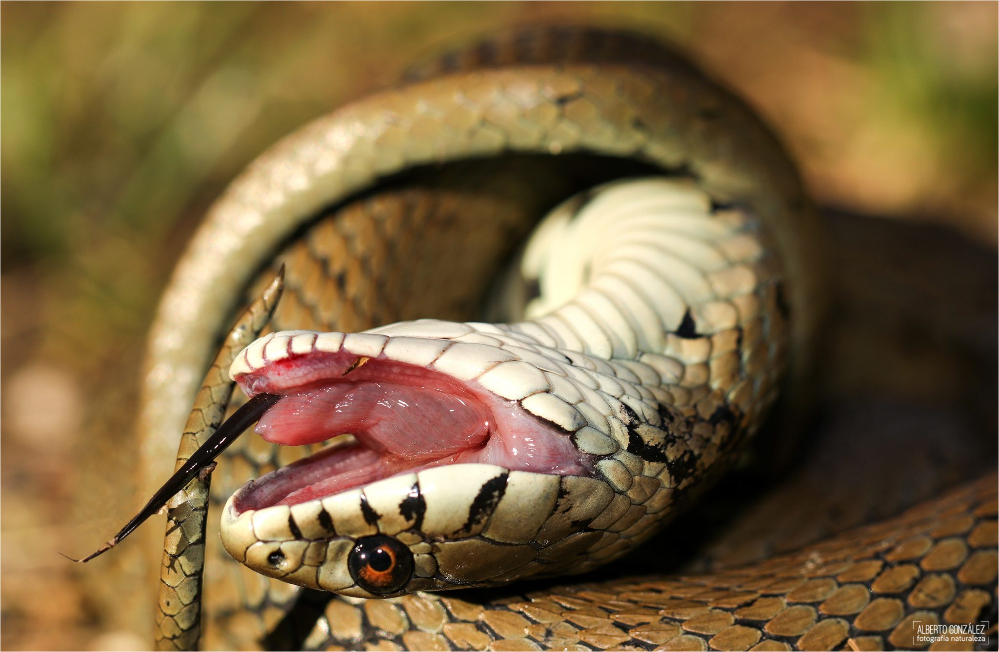 Las culebras de la Península Ibérica. Identificación y distribución