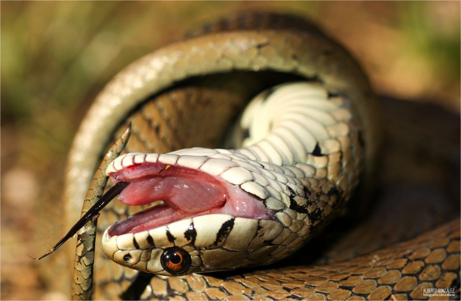 Las culebras de la Península Ibérica. Identificación y distribución