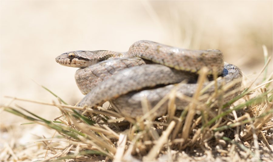 Las culebras de la Península Ibérica. Identificación y distribución
