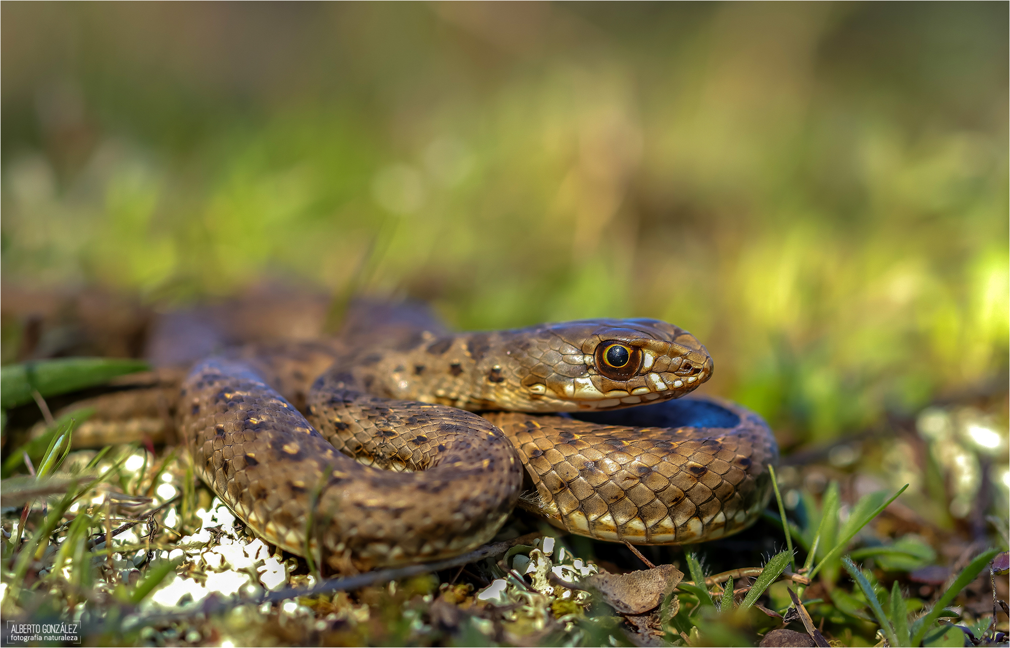 Las culebras de la Península Ibérica. Identificación y distribución