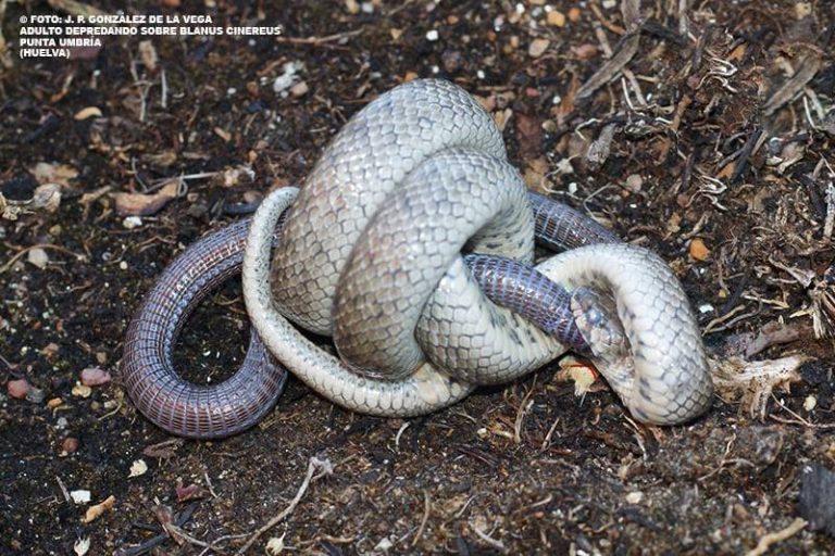 Culebrillas ciegas. Las grandes desconocidas de la herpetofauna ibérica