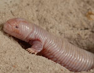 Culebrillas ciegas. Las grandes desconocidas de la herpetofauna ibérica