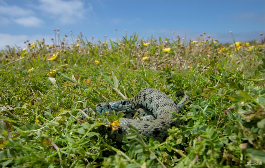 Viaje herpetológico al Norte de Portugal. Mayo 2019.