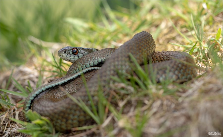 Viaje herpetológico al Norte de Portugal. Mayo 2019.