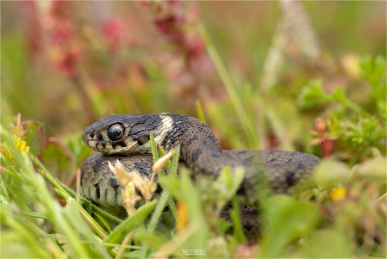Viaje herpetológico al Norte de Portugal. Mayo 2019.