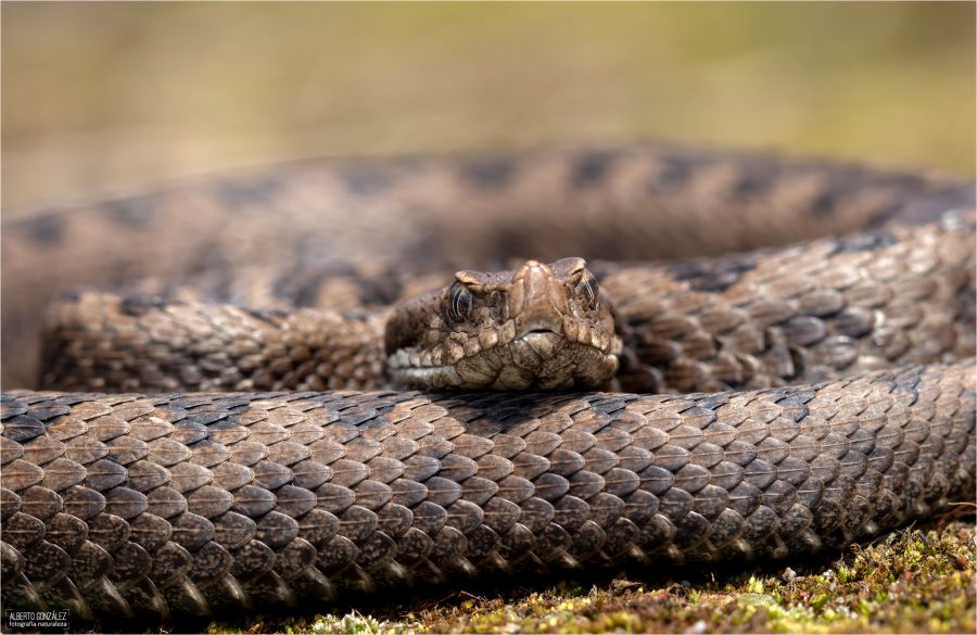 Viaje herpetológico al Norte de Portugal. Mayo 2019.