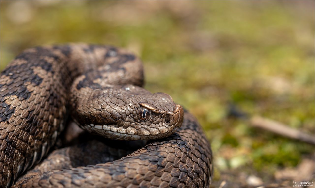 Viaje herpetológico al Norte de Portugal. Mayo 2019.