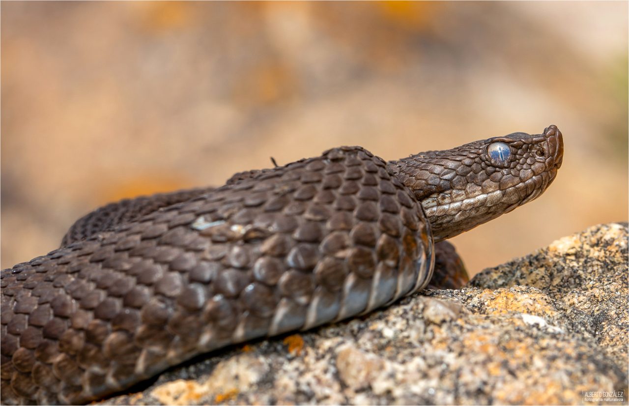 Viaje herpetológico al Norte de Portugal. Mayo 2019.