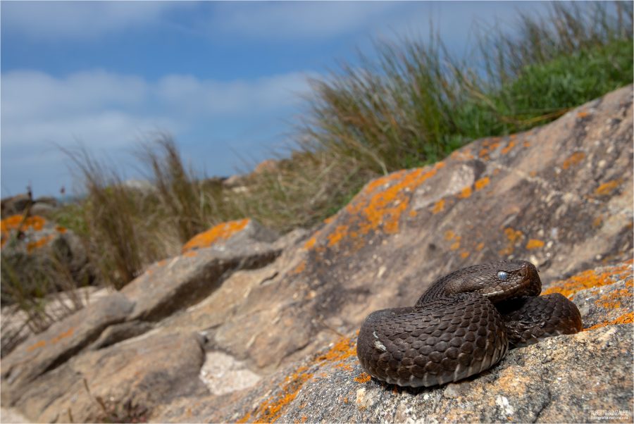 Viaje herpetológico al Norte de Portugal. Mayo 2019.
