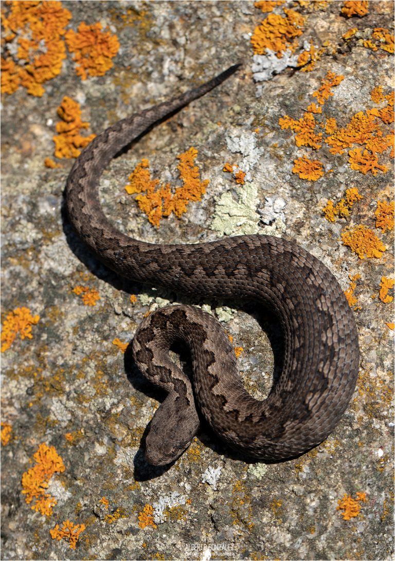 Viaje herpetológico al Norte de Portugal. Mayo 2019.