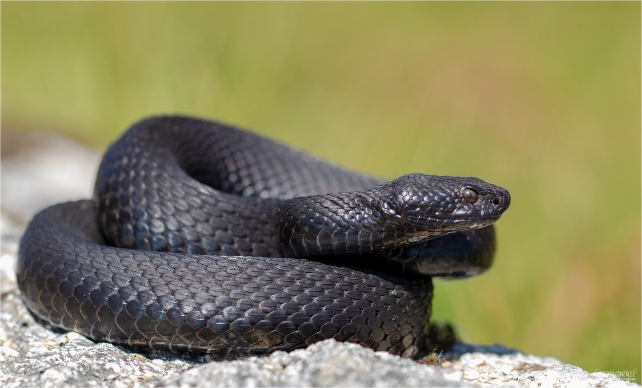 Viaje herpetológico al Norte de Portugal. Mayo 2019.