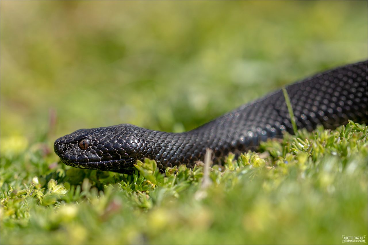 Viaje herpetológico al Norte de Portugal. Mayo 2019.