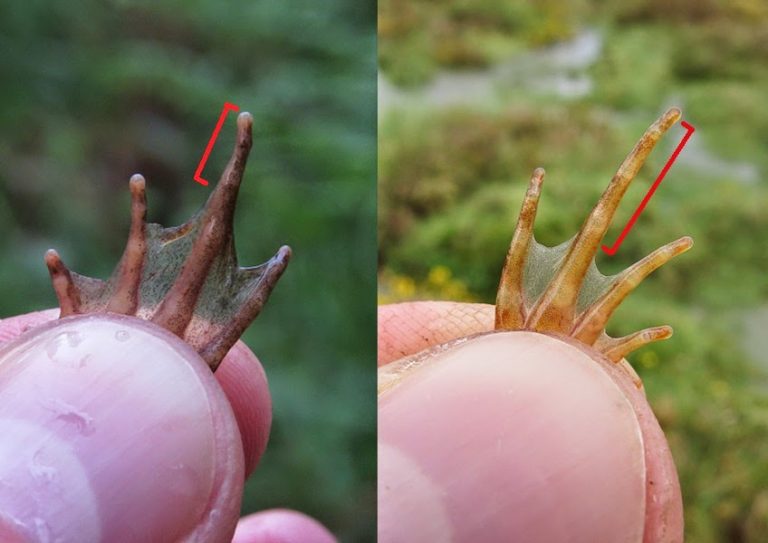 Claves para diferenciar las 4 ranas pardas de la Península Ibérica