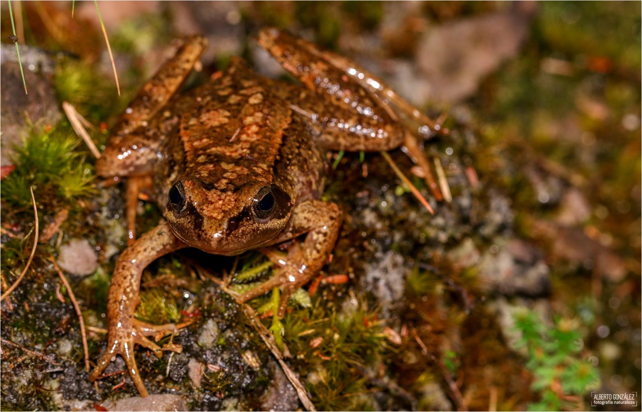 Claves para diferenciar las 4 ranas pardas de la Península Ibérica