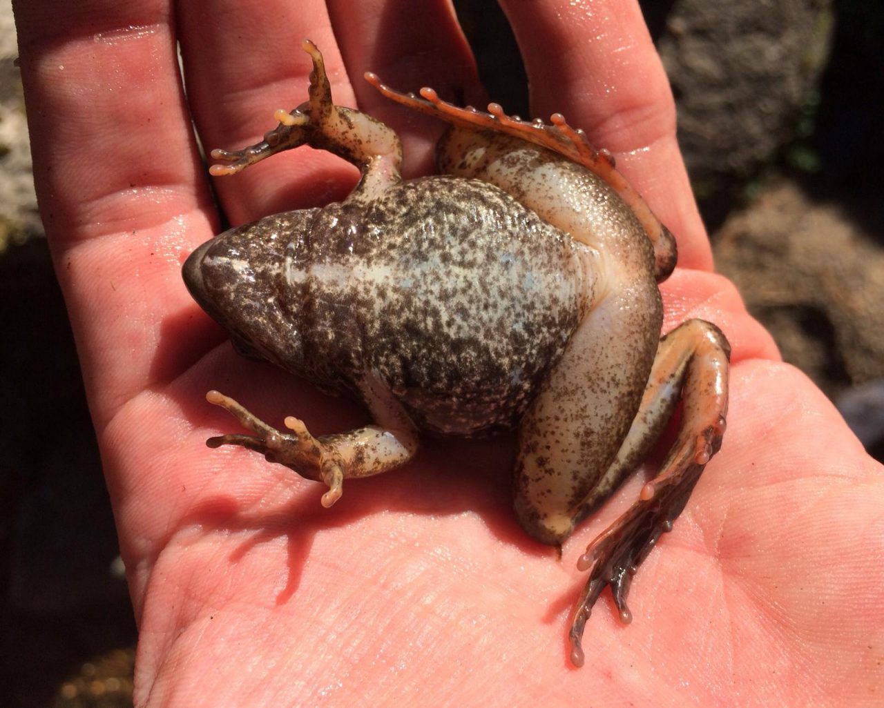 Claves para diferenciar las 4 ranas pardas de la Península Ibérica