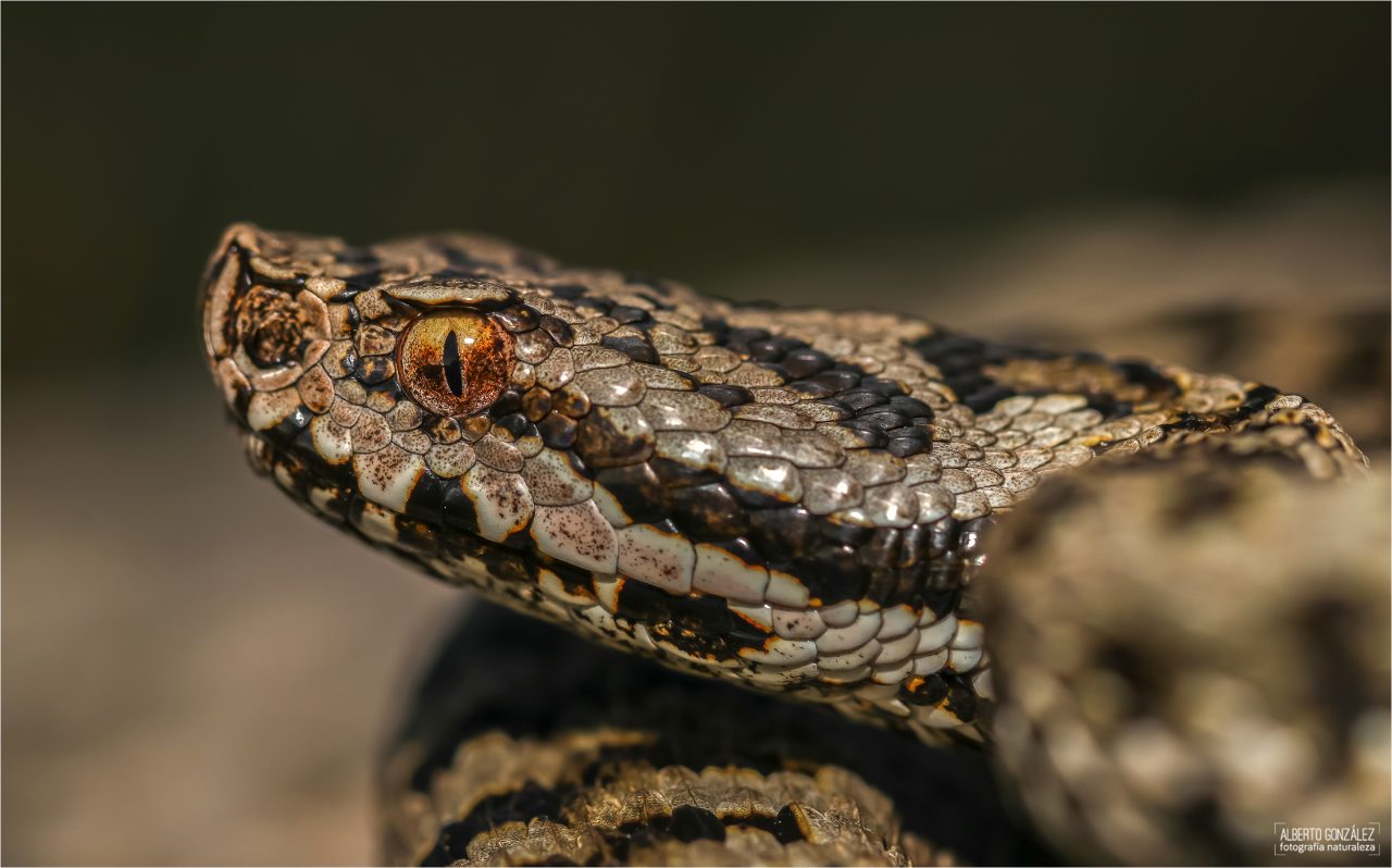 Doble viaje herpetológico a Burgos en busca de víboras.