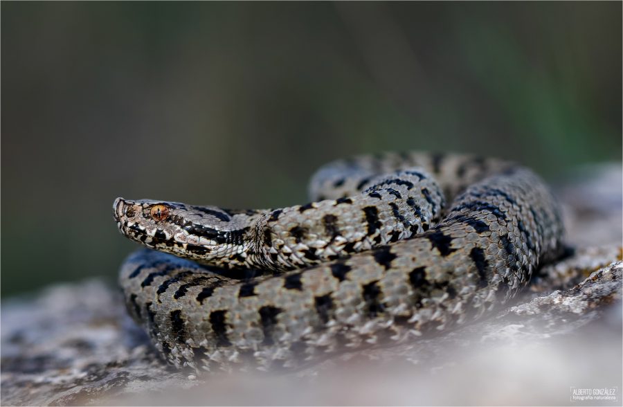 ⚠️ Víboras de España. Introducción a las especies ibéricas.