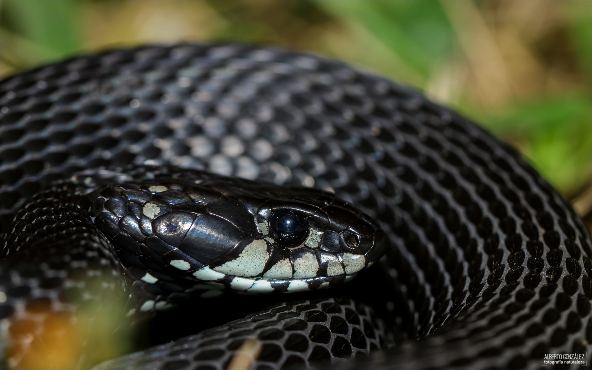 ️ El Blog de los anfibios y reptiles. Bicheando.net
