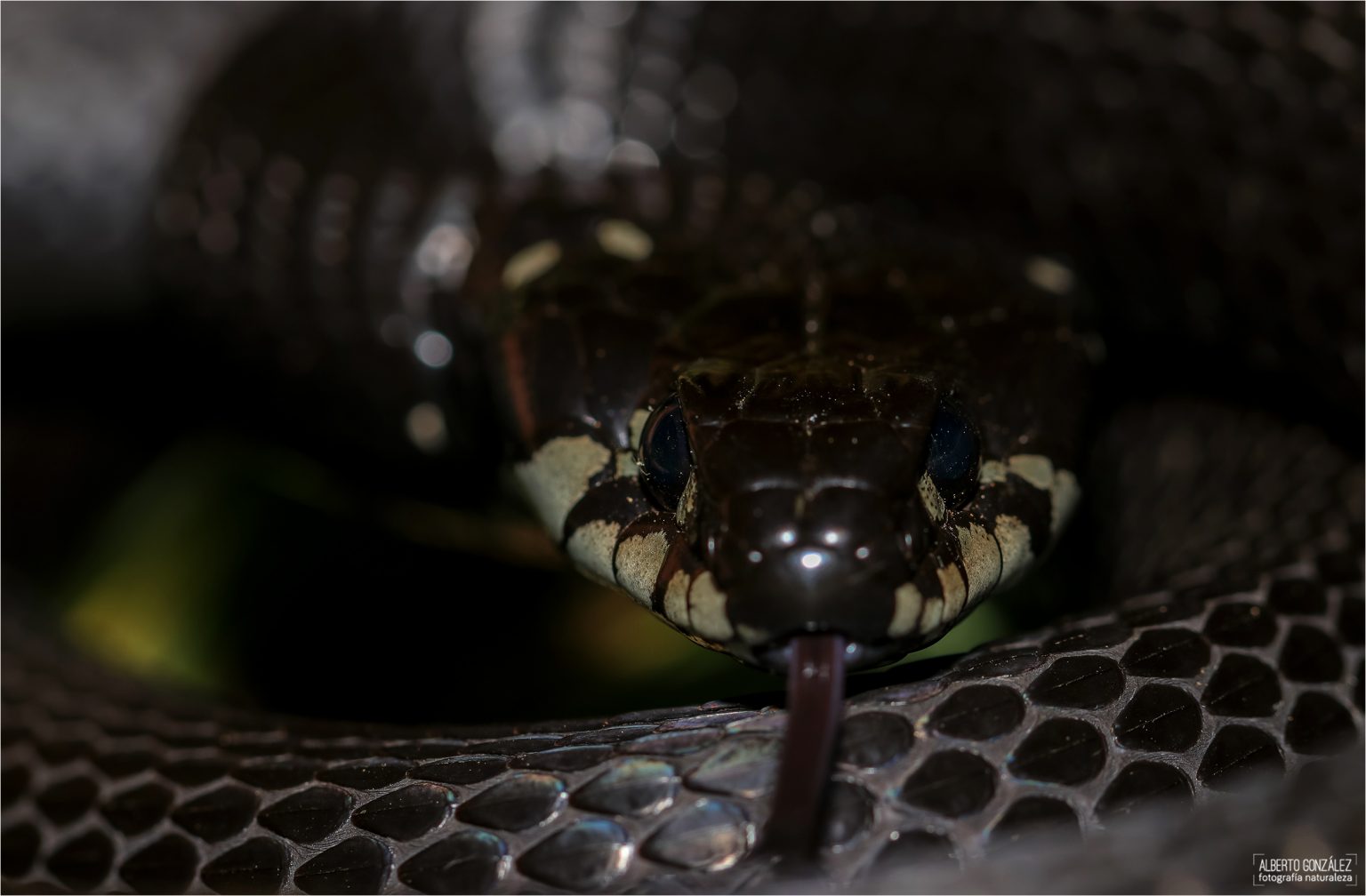️ El Blog de los anfibios y reptiles. Bicheando.net