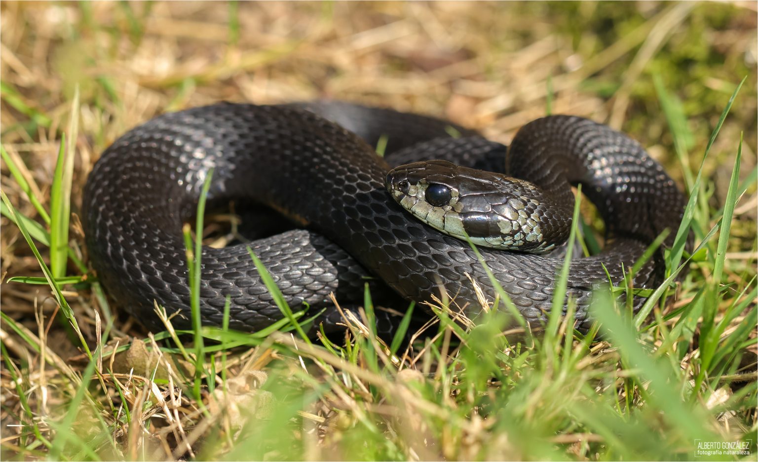 Viaje herpetológico relámpago a País Vasco y Pirineos. Julio 2019.