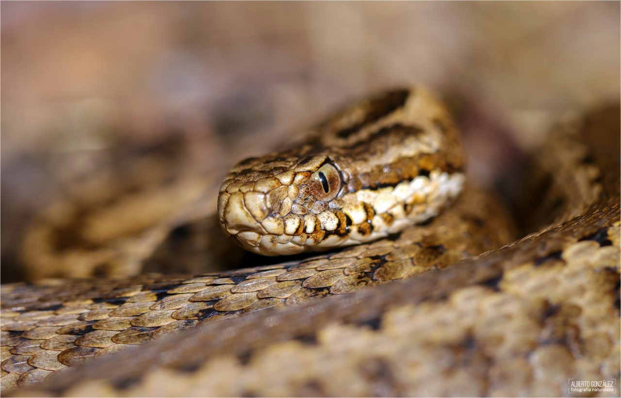⚠️ Víboras de España: Conoce a nuestras serpientes venenosas (2022)
