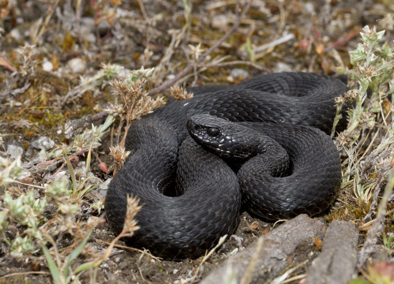 Entrevista a Fernando Martínez-Freiría, investigador especializado en ...