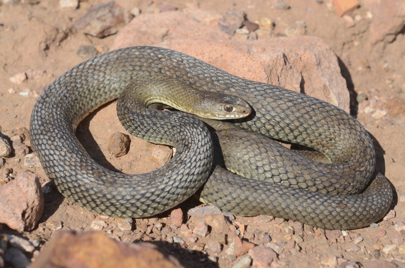️ El Blog de los anfibios y reptiles. Bicheando.net