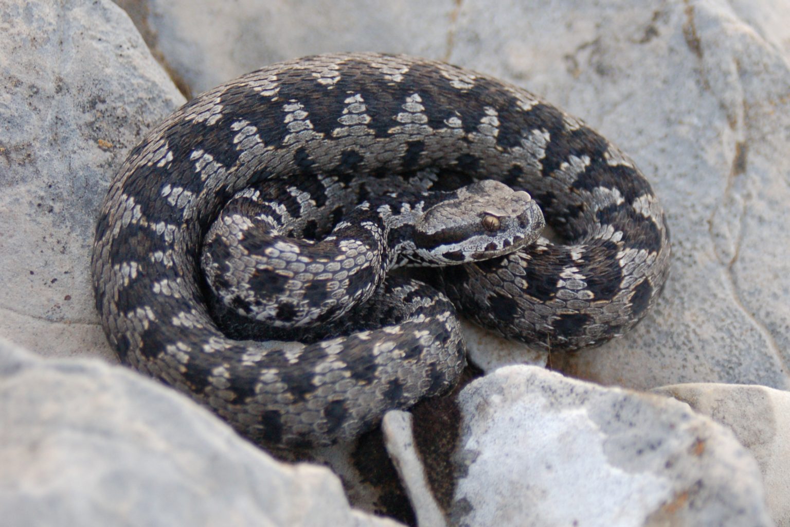 ️ El Blog de los anfibios y reptiles. Bicheando.net