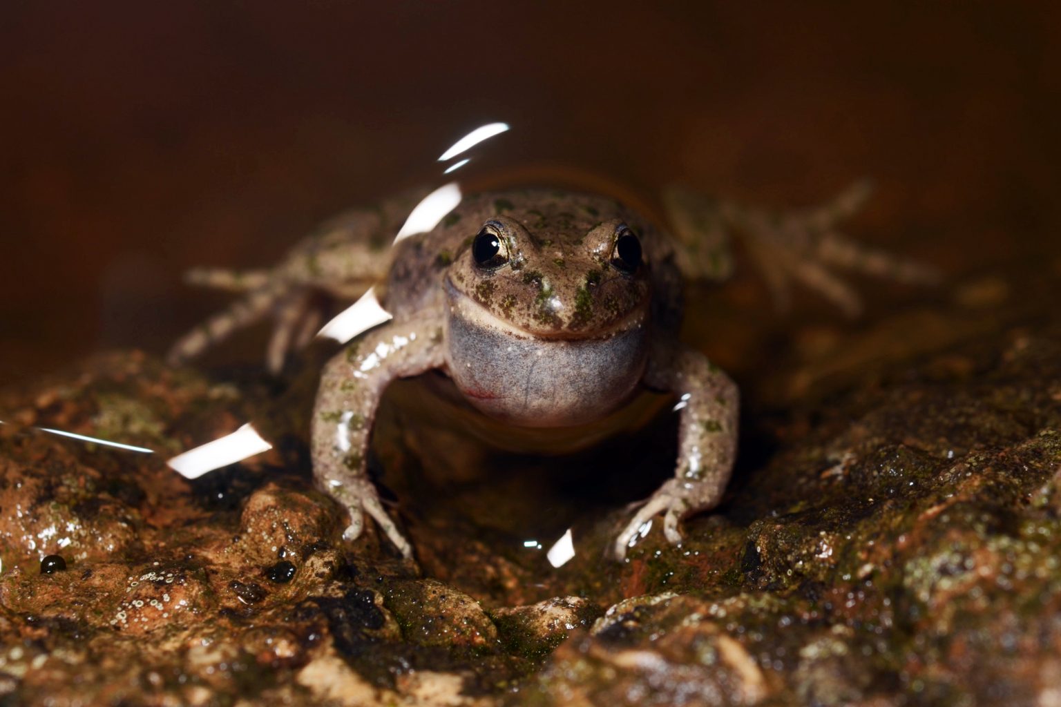 Herpetos de Andalucía. Primera parte: Los anfibios