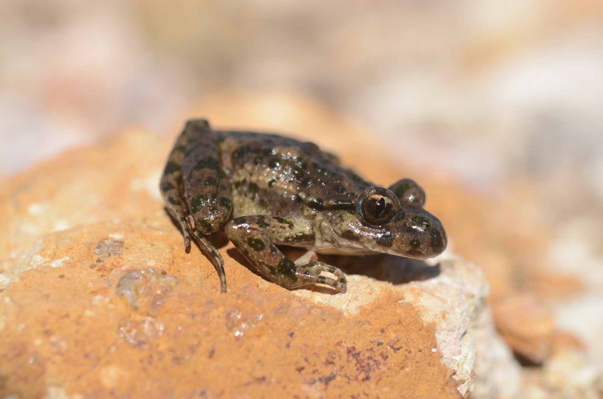 Herpetos de Andalucía. Primera parte: Los anfibios