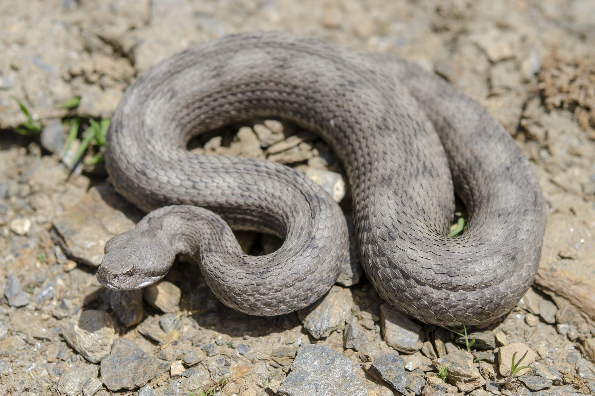 Herpetos de Andalucía. Segunda parte: Los reptiles.