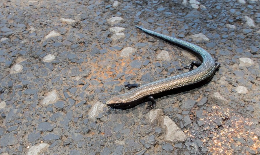 Conociendo a los anfibios y reptiles de Las Islas Canarias.