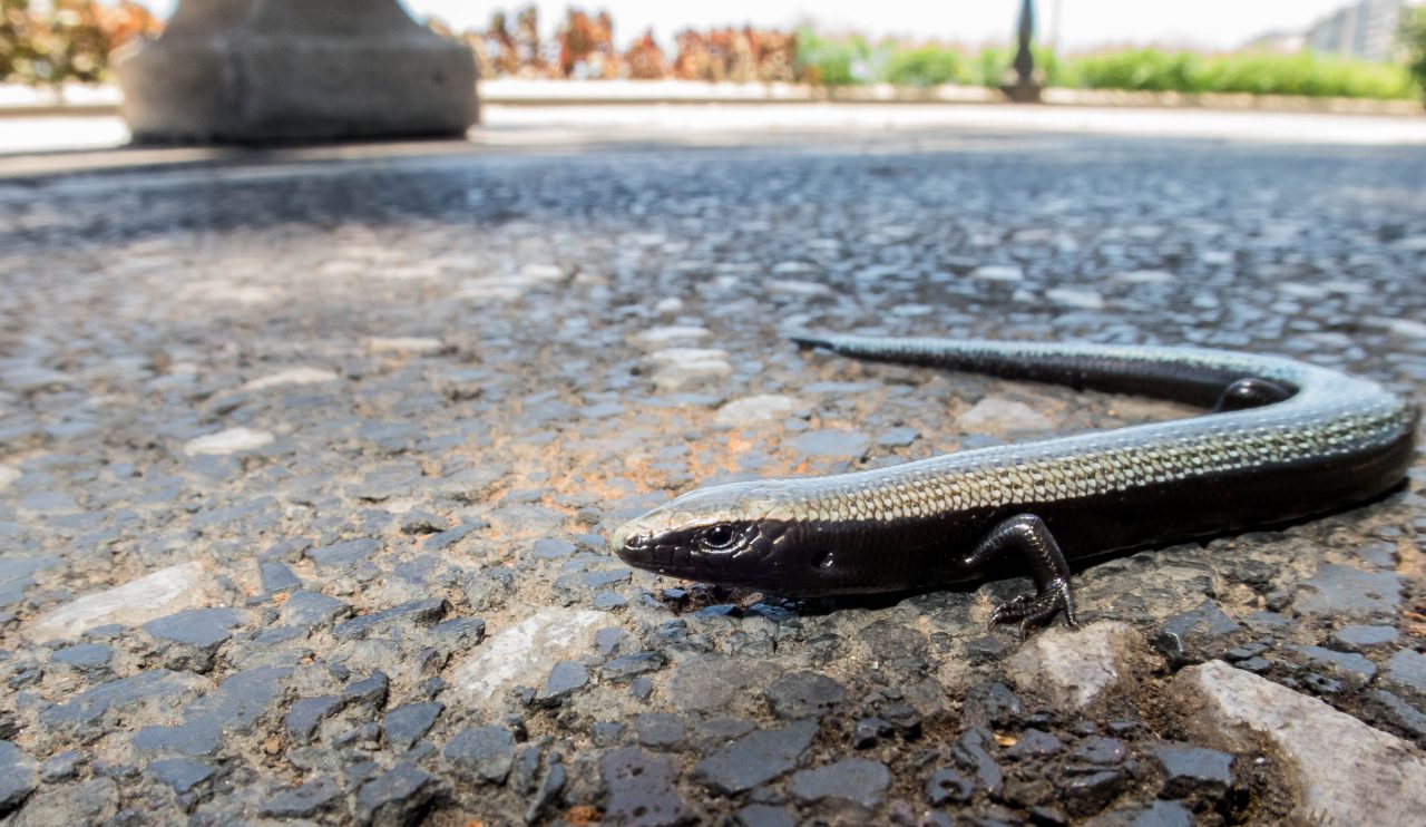 Conociendo a los anfibios y reptiles de Las Islas Canarias.