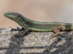 Conociendo a los anfibios y reptiles de Las Islas Canarias.