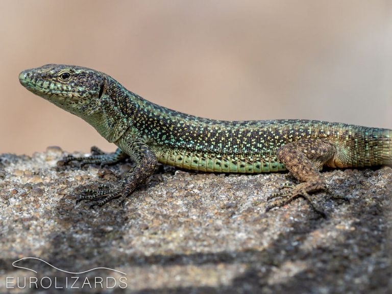 Conociendo a los anfibios y reptiles de Las Islas Canarias.