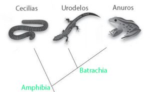 ️ El Blog de los anfibios y reptiles. Bicheando.net