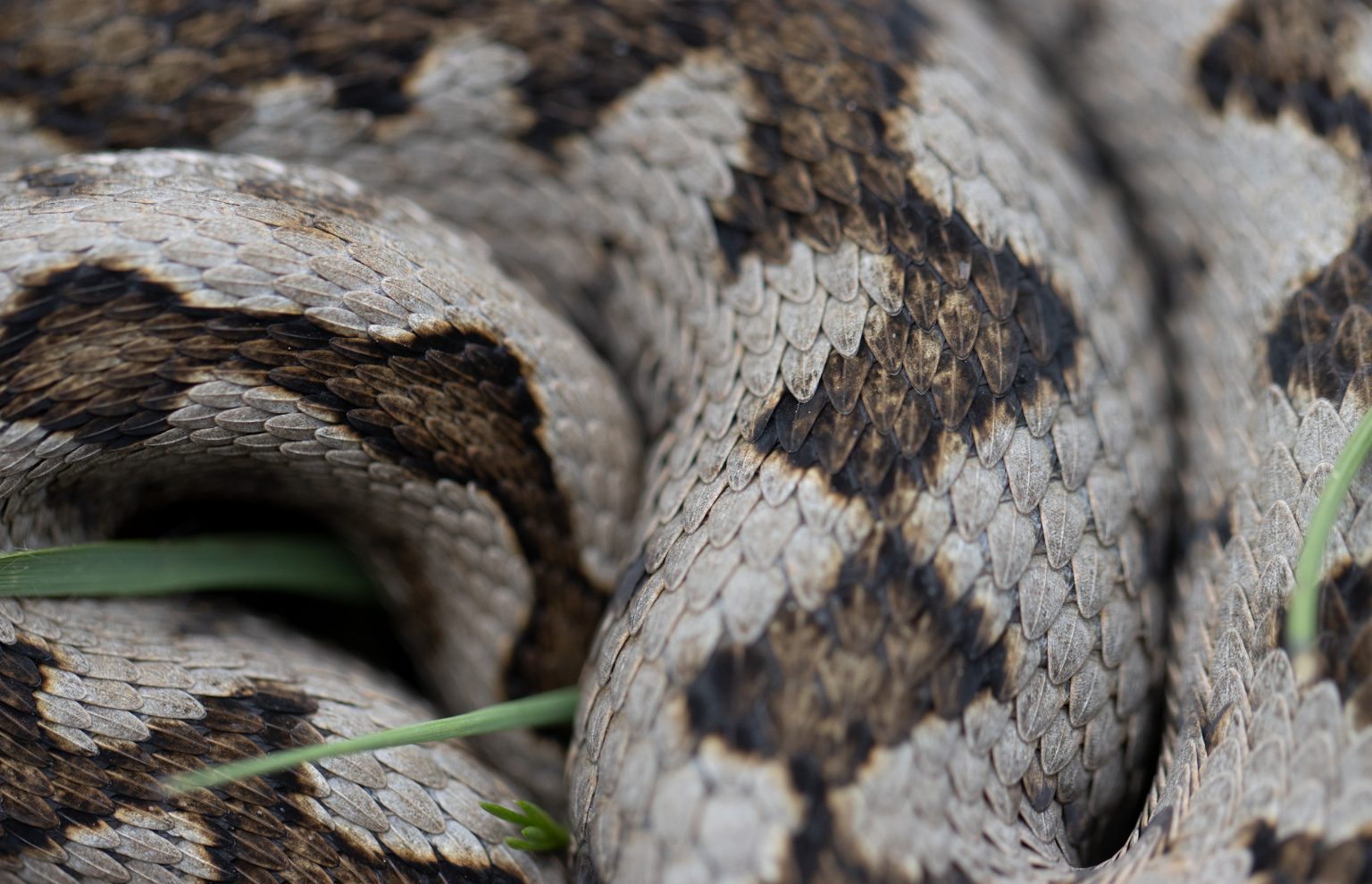 Diferencias y semejanzas entre anfibios y reptiles.