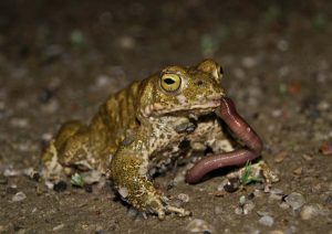 ️ El Blog de los anfibios y reptiles. Bicheando.net